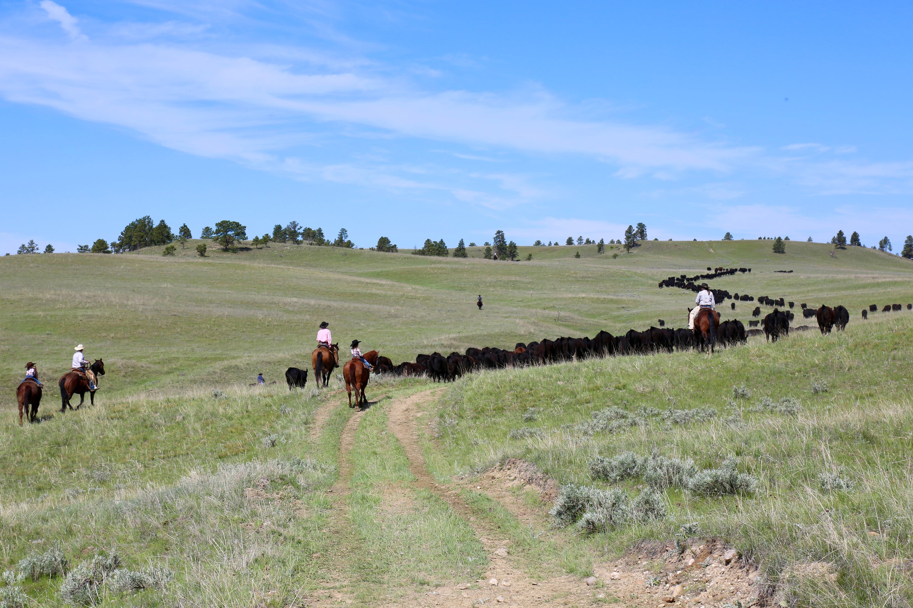 Montana Grass-Fed Grain-Finished Beef | S Ranch Meats