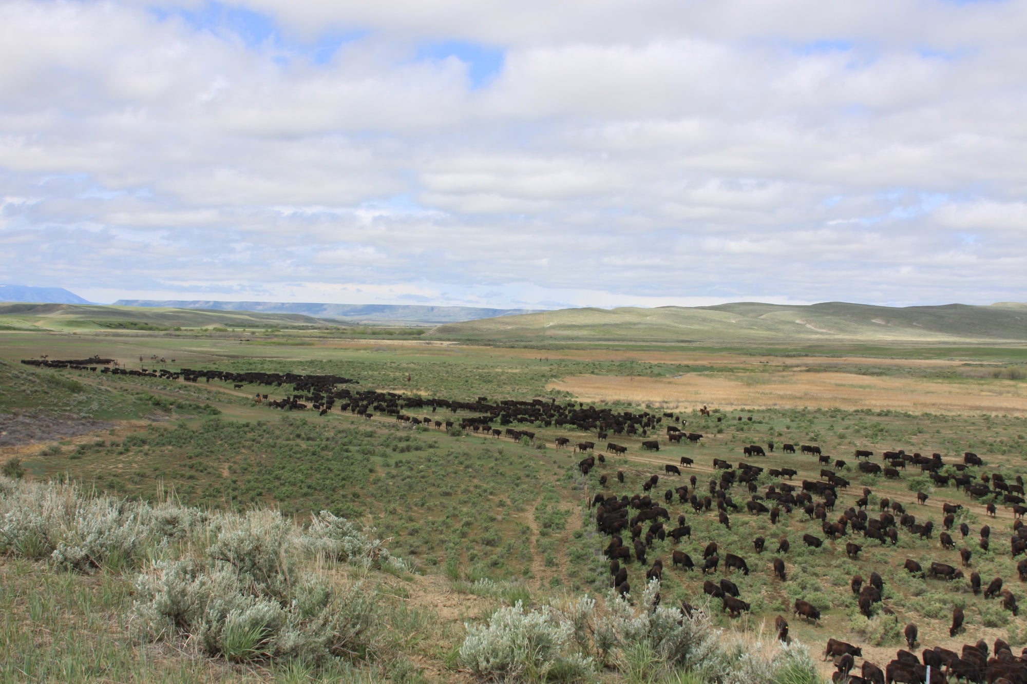 Buy Grass-Fed, Grain-Finished Beef Online – Free Shipping Over $175 – S ...